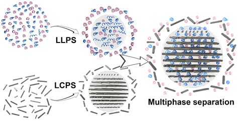 胶体纳米粒子的多相分离问题研究 X Mol资讯