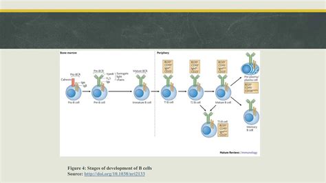 B Lymphocytes Receptors Maturation And Activation Pptx Endocrine
