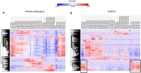hierarchical clustering of protein coding and lncrna expression