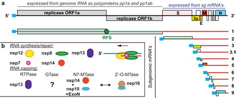 Sars Cov 2 Replication Transcription David Dulin Lab