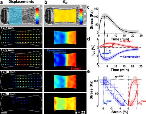 Light Induced Local Contractions Evidence The Viscoelastic Properties Download Scientific