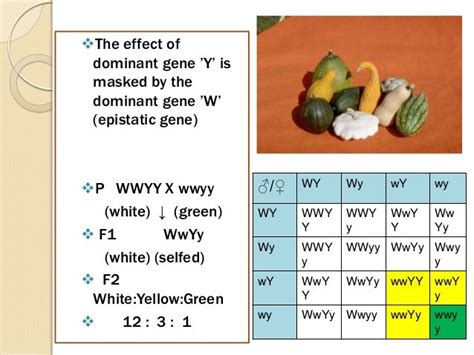 Quantitative Effect Epistasis Genetics