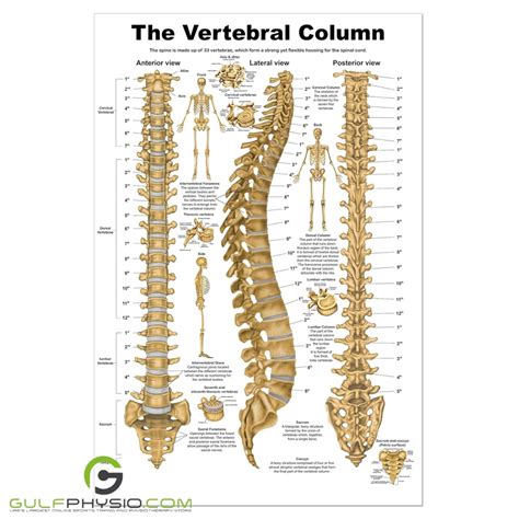 Vertebral Column Labeled Vertebral Column Anatomy Chart Spine Poster