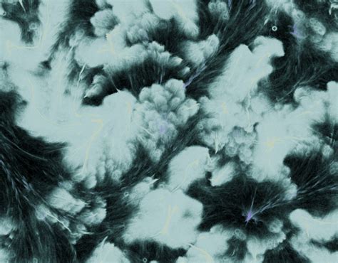 Hybrid Boids Behance