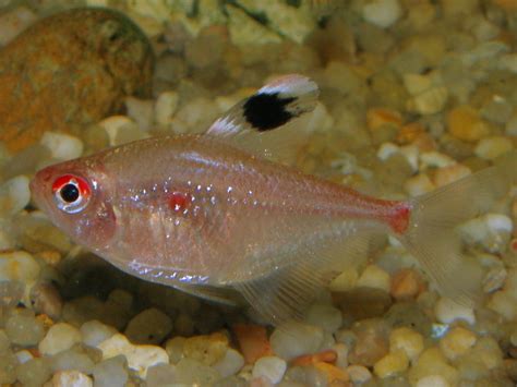 Awesome Types Of Tetras Complete Tetra Species Guide BYA
