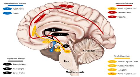 Simplified Depiction Of The Four Dopaminergic Pathways In The Central Download Scientific