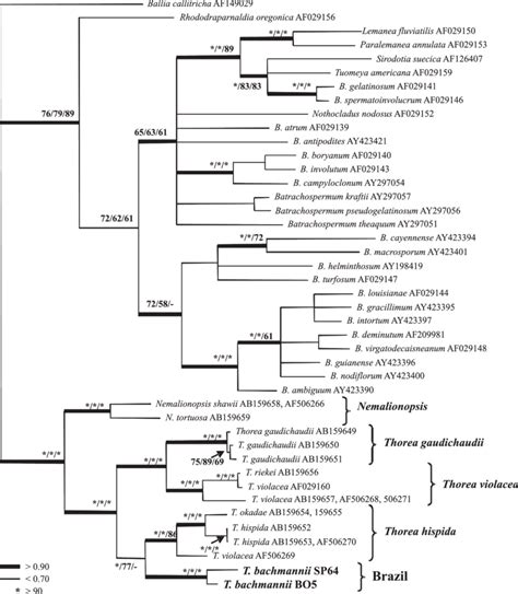 maximum likelihood ml rbcl analysis tree showing the relationships of