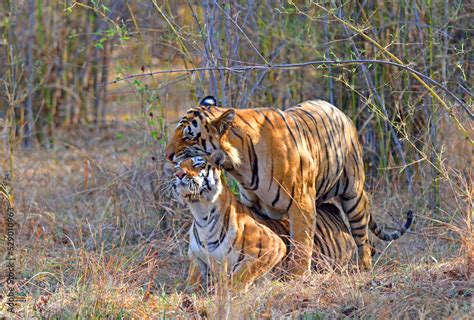Male And Female Tiger Making Love In The Jungle In Tadoba National Park India Stock Photo