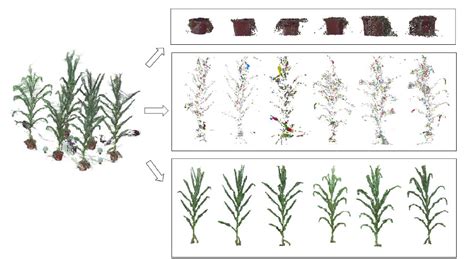 Figure 3 From An Accurate Skeleton Extraction Approach From 3d Point Clouds Of Maize Plants