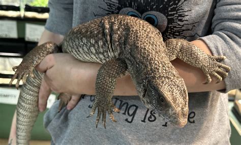 Varanus Exanthematicus Savannah Monitor Scooter 2 Years