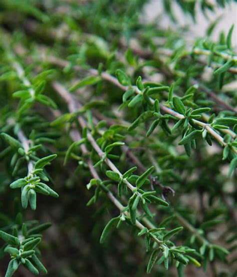 Thyme Mccormick Flavour Solutions