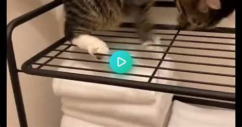 Unrecognized Genius Album On Imgur