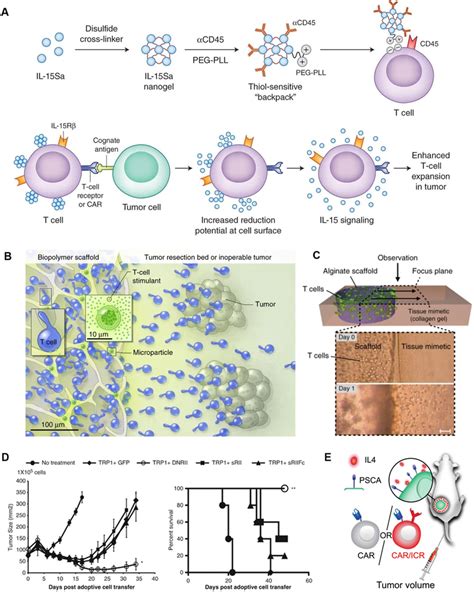 Modulating Immunosuppressive Cells And Cytokines In The Tumor Download Scientific Diagram