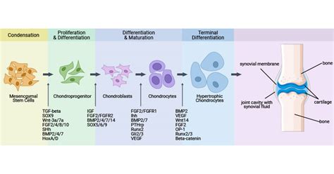 Chondrocyte Là Gì Ví Dụ Câu Và Cách Sử Dụng Từ Chondrocyte Trong Tiếng Anh
