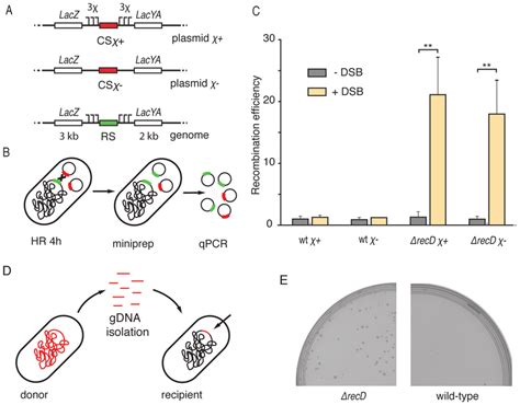 Length Of End Resection Influences Hr A Genetic Maps Of Components Download Scientific