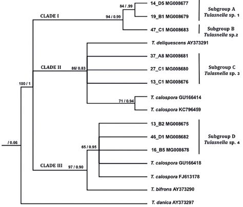 Phylogenetic Inference Generated By Maximum Parsimony Consistency Index
