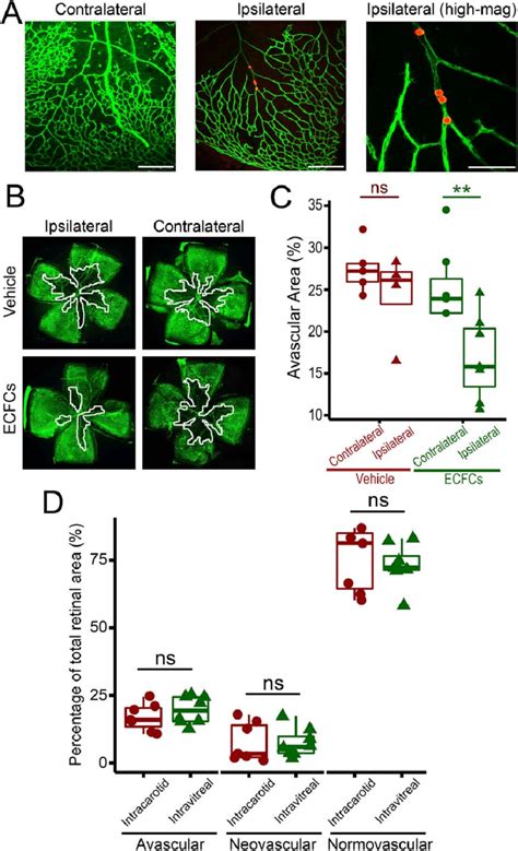 Systemic Administration Via The Common Carotid Artery Can Be Download Scientific Diagram
