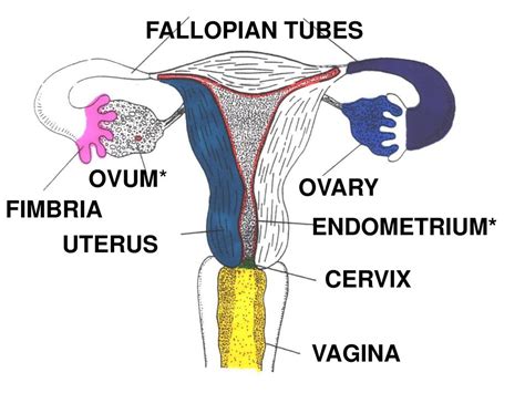Human Sexuality Ppt Download