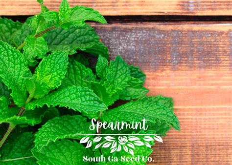 Spearmint Seeds South Ga Seed Co