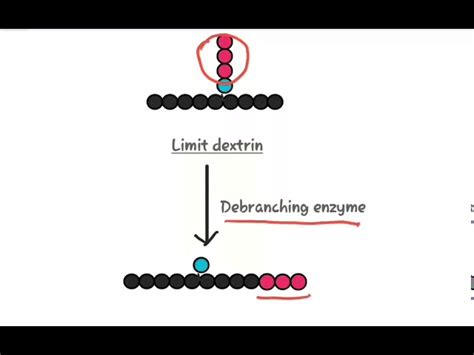 Glycogenolysis Debranching Enzyme