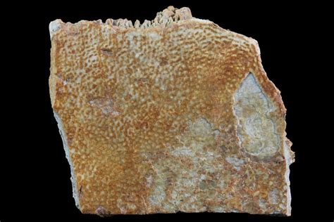 1 2 fossil turtle shell section montana for sale 71191