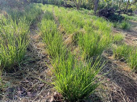 Vetiver Grass Mat At Ryan Henderson Blog