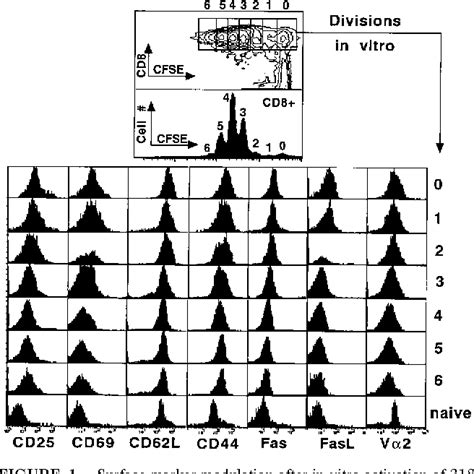Figure 1 From Differentiation Of Naive Ctl To Effector And Memory Ctl Correlation Of Effector