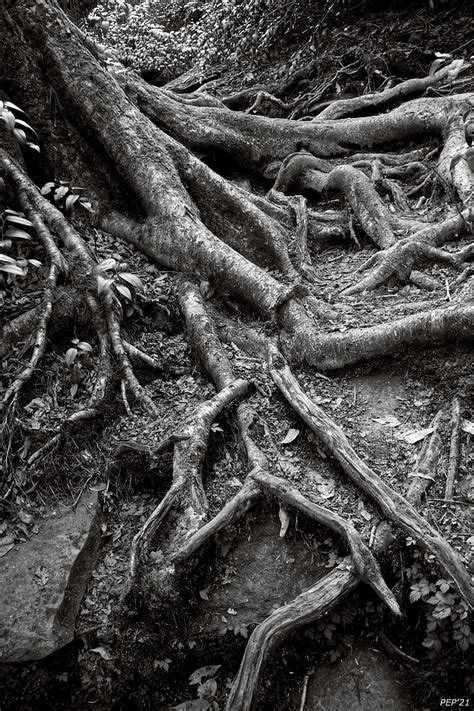 Black And White Tree Roots Phil Perkins Photography