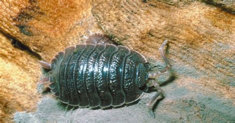 Roly Poly Life Cycle Life Cycle Of A Roly Poly Sciencing