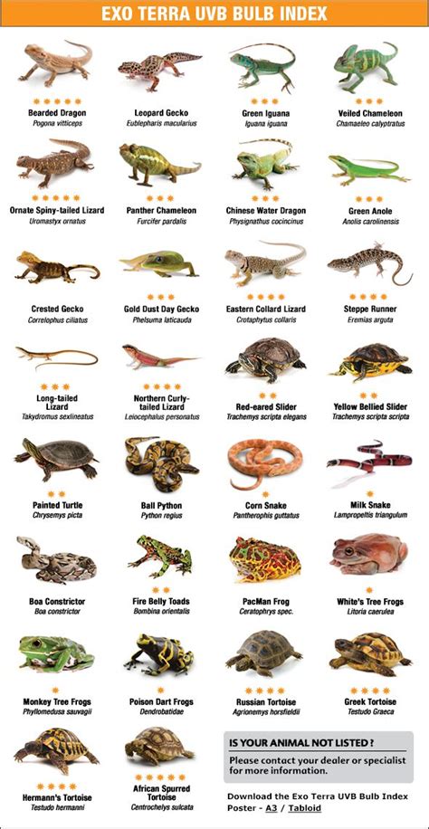 Exo Terra Exo Terra Uvb Bulb Index Les Reptiles Cute Reptiles