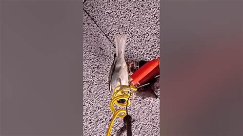 العصفور يبني عشه سبحان الله العظيم العصافيرالمظلومه العصافير Youtube