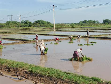 ကျိုက်မရောမြို့နယ်၌ နွေစပါးစိုက်ဧက ၅၇၃ ဧက စိုက်ပျိုးပြီးစီး၍လျာထားချက်ထက်ပိုမို စိုက်ပျိုးနိုင