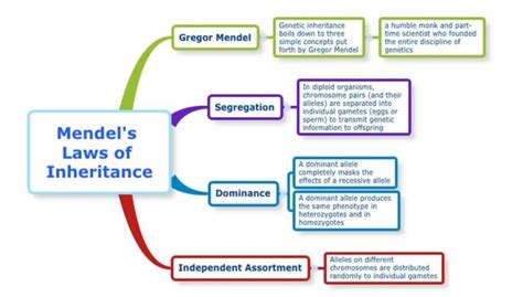 understanding mendel s laws of inheritance in genetics