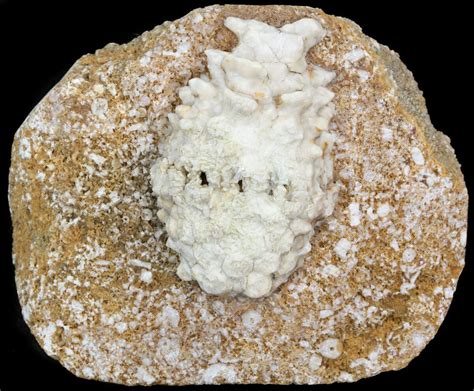 2 Cactocrinus Crinoid Calyx Missouri 44134 For Sale