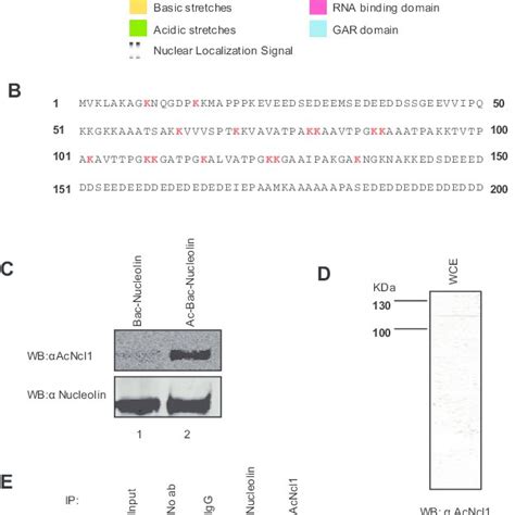 Identification Of Nucleolin Acetylation Sites By Mass Spectrometry And Download Scientific