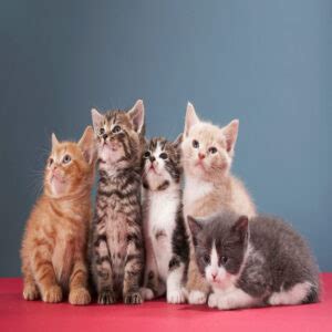 Kitten Gender How To Identify Your Furry Friend S Sex Petazon