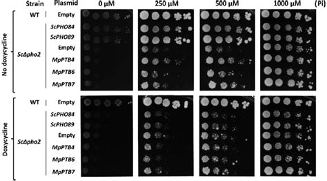 complementation of the inorganic phosphate pi uptake deficient yeast