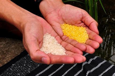 These 8 Gmos Tell A Brief History Of Genetic Modification Vectorsjournal