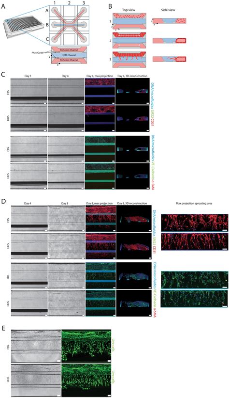 Endothelial Microvessel Culture And Sprouting A The Microfluidic Download Scientific Diagram