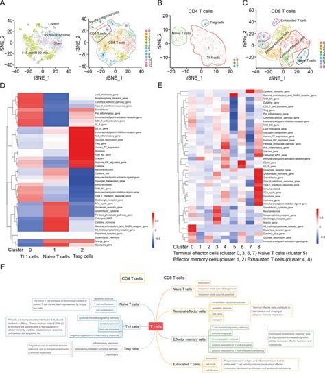 Subpopulations Of T Cells Tcs And The Heterogeneity Of Cd4 And Cd8 T