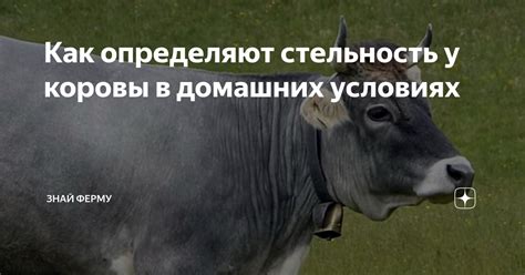 Как определяют стельность у коровы в домашних условиях | Знай ферму | Дзен