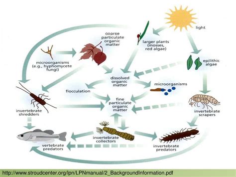 Ppt Stream Ecology And Macroinvertebrate Biology Powerpoint