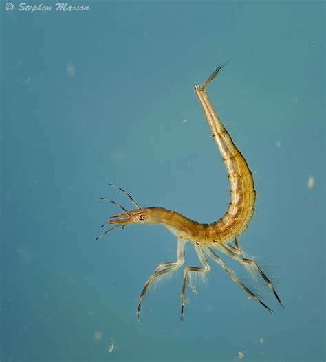 Predaceous Diving Beetle Larva Bird Photographers Network It Aint