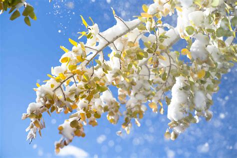 Identifying The Aspen Tree