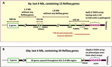Schematic Comparison Of The Subtelomeric Region Of 4q Containing