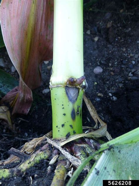 Physoderma Stalk Rot