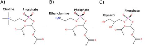 Structural Comparison Of Dopc Dope And Dopg Unsaturated Lipids Dopc