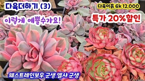 다육더하기3 이렇게 예쁠수가요 웨스트레인보우 엘샤 노블레드 백카시즈철화 난봉옥 3두 군생 Youtube