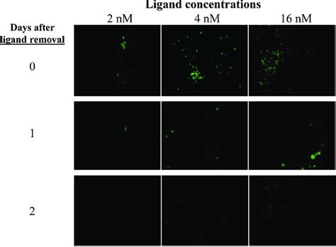 Fluorescent Microscopy Of Rabbit Nucleus Pulposus Cells Exposed To