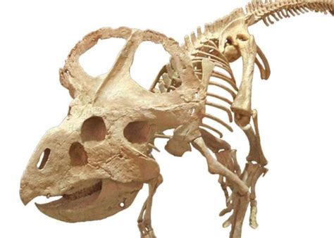 Protoceratops Legacy Of The First Horned Face Dinosaur